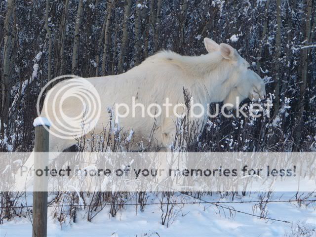 Moose on the loose (Columbia: living in, law, pictures) - New Hampshire ...