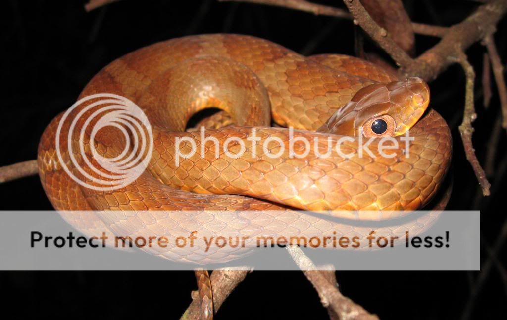 The Remarkably Hard "Name That Snake" game - Field Herp Forum