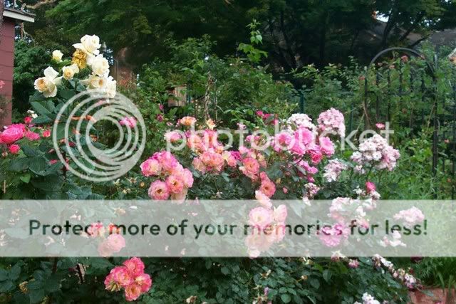 Citrus Splash, Louise Clemments and Shrub Roses