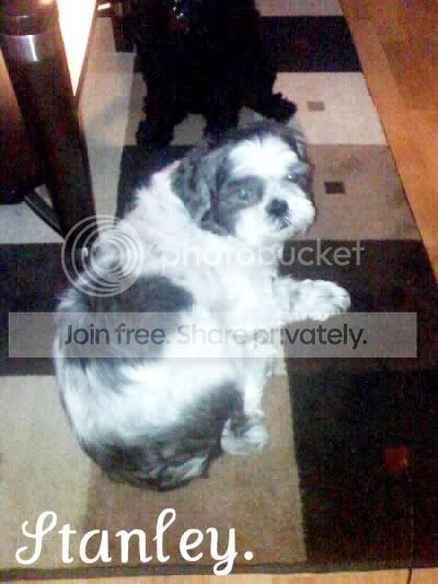 Pictures of your dogs! | LTers with dogs | LibraryThing