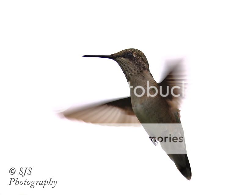 Hummingbird | Archery Talk Forum