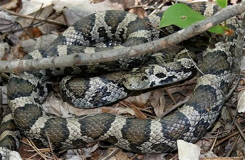 need a snake expert .. | Ohio Sportsman - Your Ohio Hunting and Fishing ...