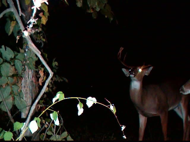 Camera Hog | Archery Talk Forum