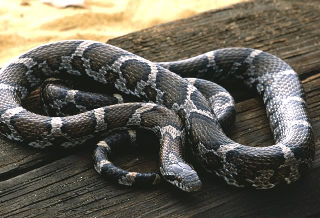 need a snake expert .. | Ohio Sportsman - Your Ohio Hunting and Fishing ...