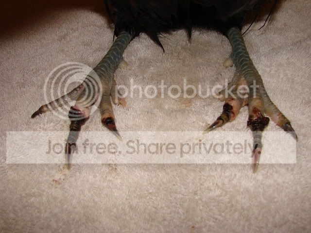 HELP**Graphic PHOTOS of Gangrene CHICKEN FEET | BackYard Chickens ...