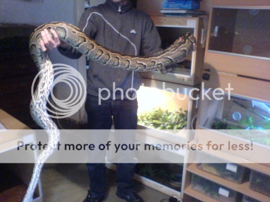 African Rock Python | Reptile Forums
