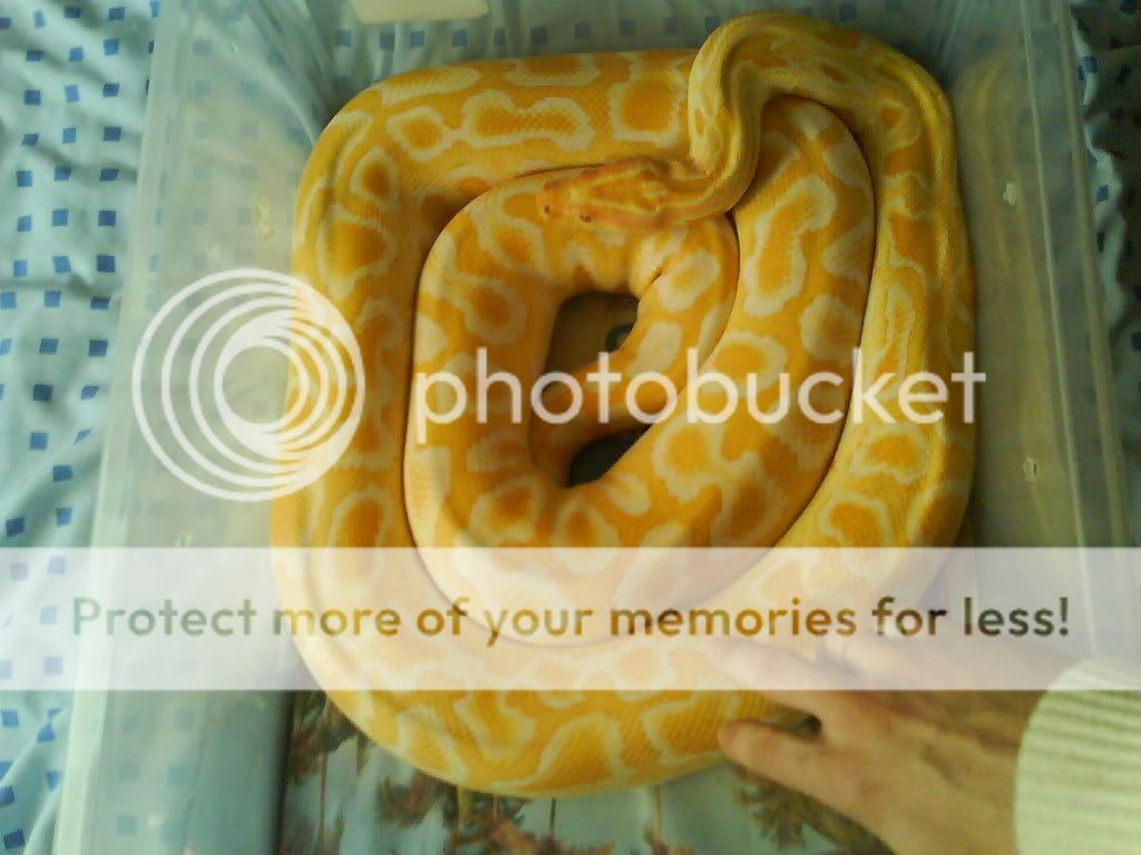 Albino Burmese python (devon) | Reptile Forums