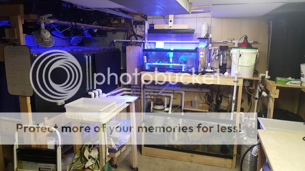 New house, New build. Show me your sump rooms | Reef2Reef