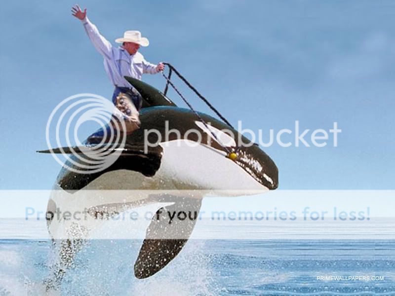 Dolphin Riding Photo by niroshan_r | Photobucket