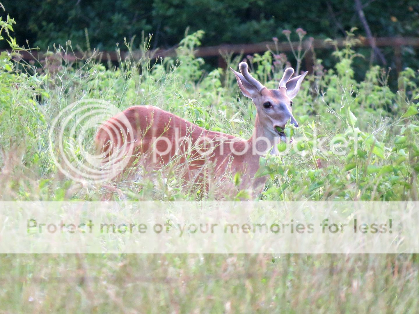Goofy Deer Pictures! | Page 2 | Wildlife Habitat - Lets talk.....