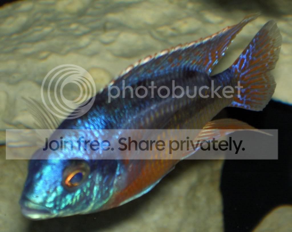 Pics acei, hap44, red empress, fryeri | Cichlid Fish Forum