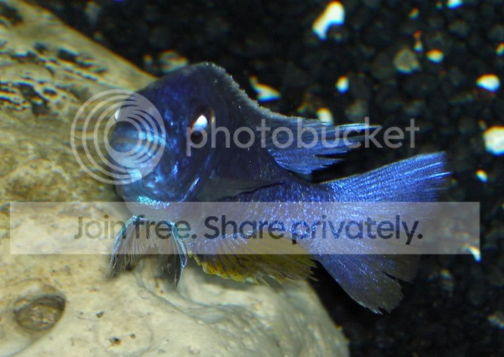 Pics acei, hap44, red empress, fryeri | Cichlid Fish Forum